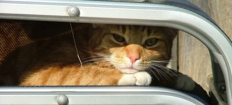 How to RV with Cats - 10 Things You Need to Know - OffGridSpot.com